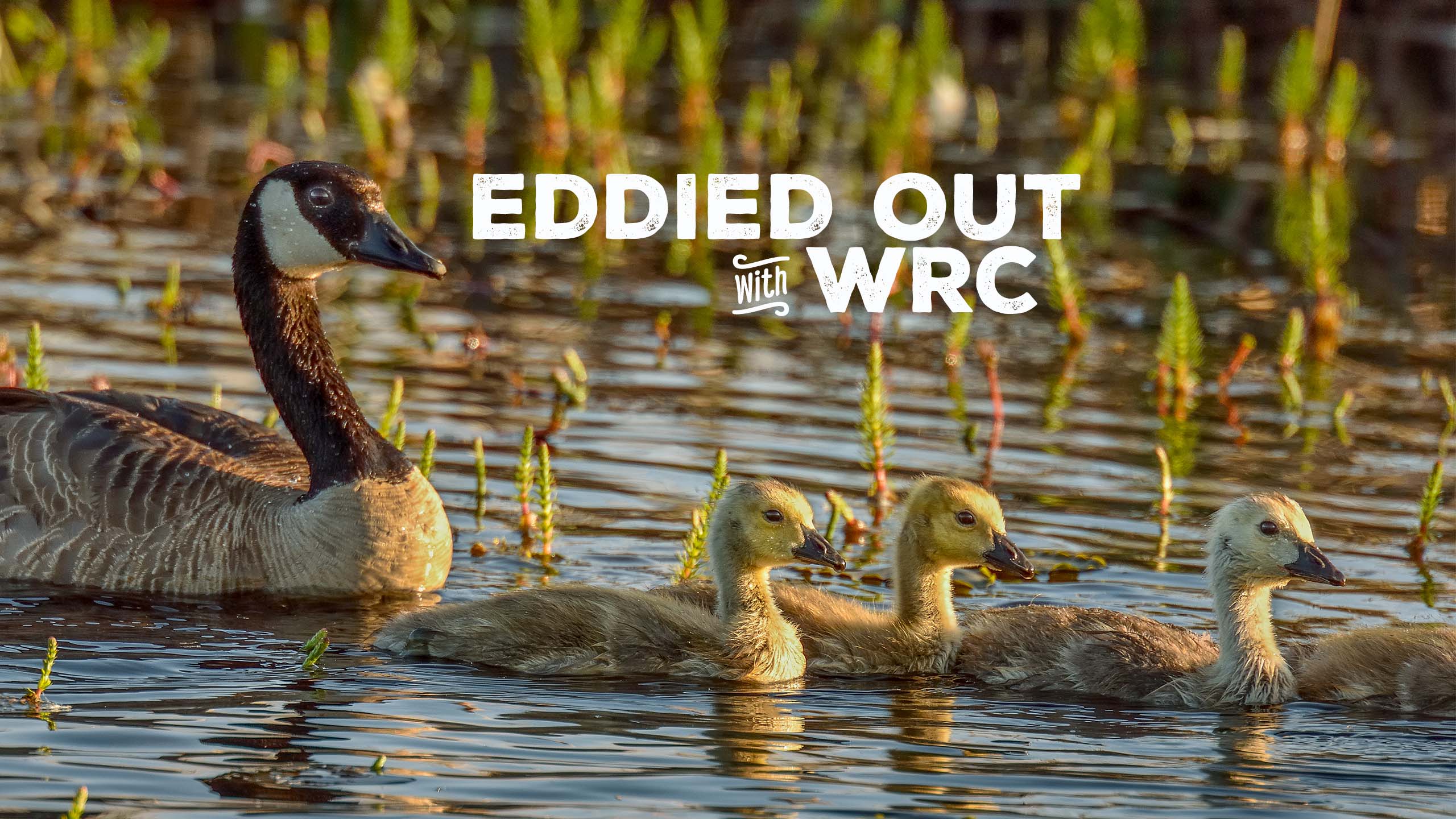 Kid-Friendly Online River Activities - Western Rivers Conservancy