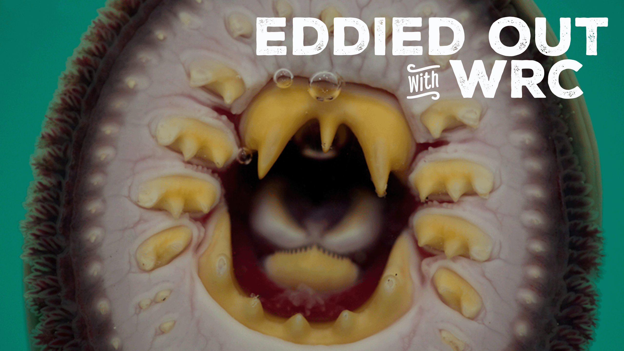 The 5 Weirdest Fish in the River - Western Rivers Conservancy